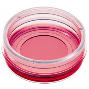 Glass Bottom Dish 35 mm | Thistle Scientific