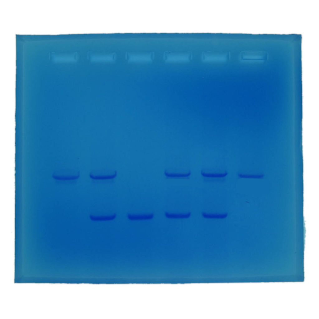 Bio-Rad Compatible Electroporation cuvettes, 1 mm/short, sterile, 500 ...