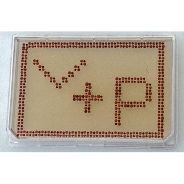 Alignment Jig for Registering Multi-Blot Replicators to Omni Trays for ...